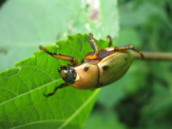 June Beetle | Project Noah