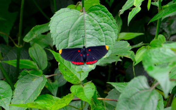 Red bordered pixie | Project Noah