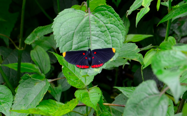 Red bordered pixie | Project Noah