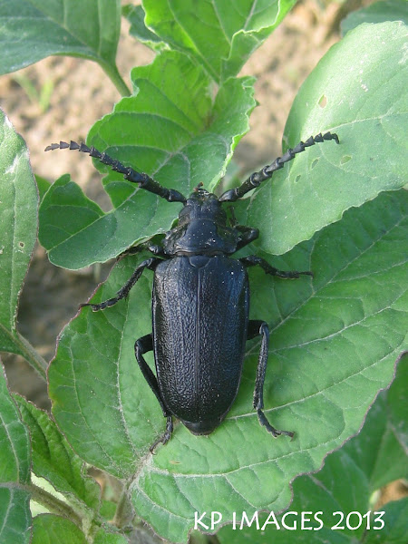 Broad Necked Root Borer Beetle | Project Noah