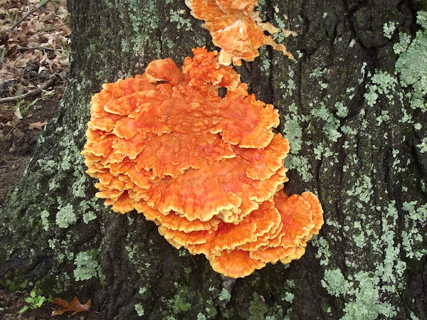 Sulphur Shelf | Project Noah