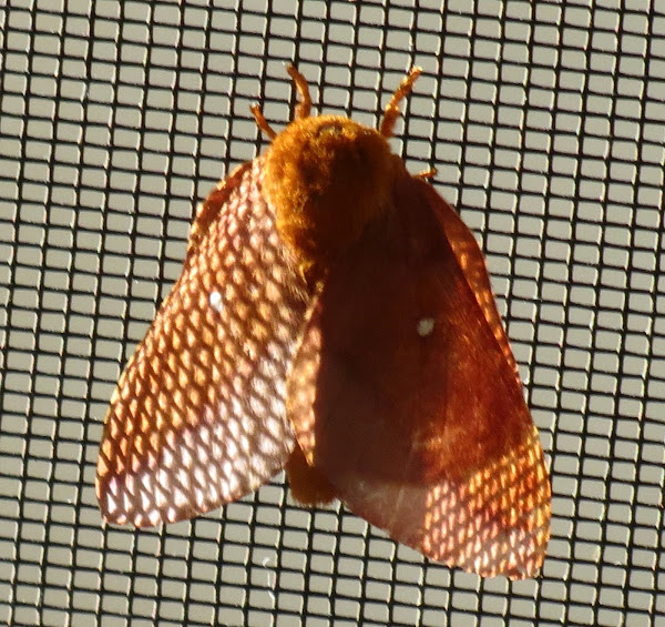 Pink striped oakworm moth | Project Noah