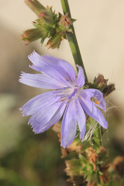 Common Chickory | Project Noah