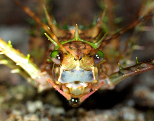 Giant Spiny Forest Katydid | Project Noah