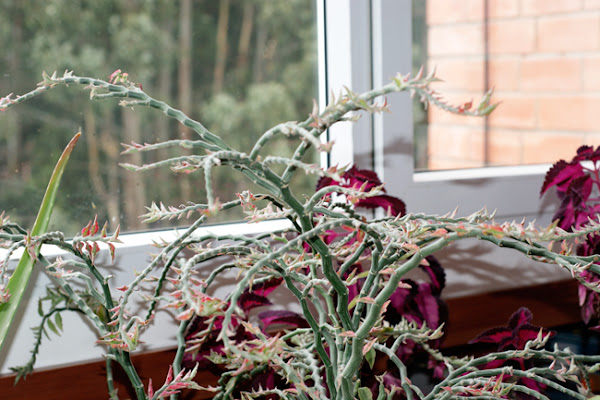 Cactus zapatilla / Devil's backbone or Zigzag plant | Project Noah