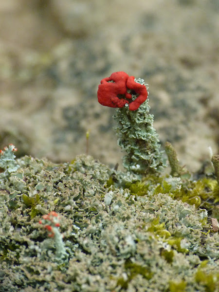 British Soldier lichen | Project Noah