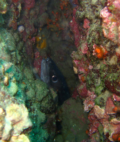 European conger | Project Noah