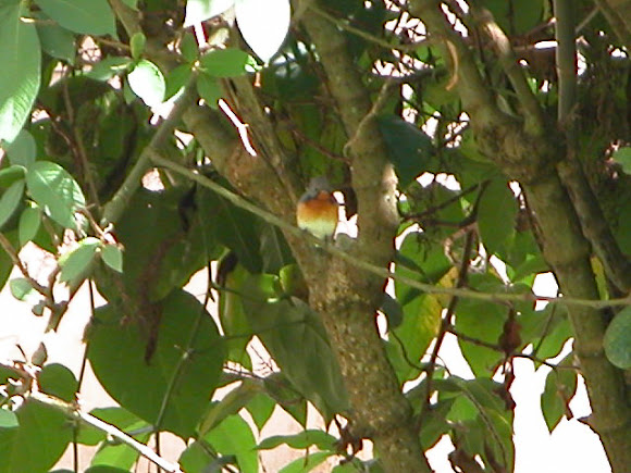 Kashmir Flycatcher | Project Noah