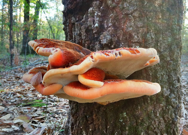 Inonotus quercustris | Project Noah