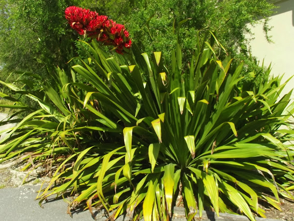 Spear lily | Project Noah