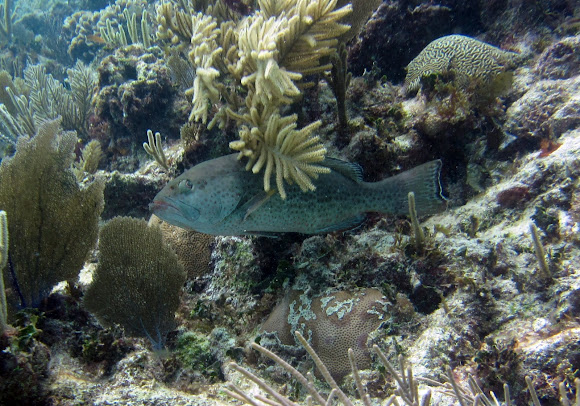 Yellowfin Grouper | Project Noah