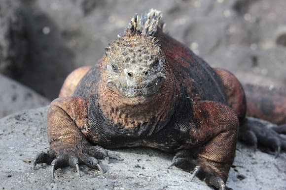 Marine Iguana | Project Noah