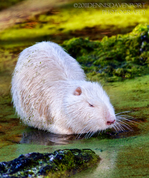 Nutria | Project Noah