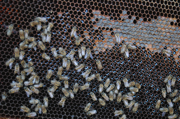 Honey Bees | Project Noah