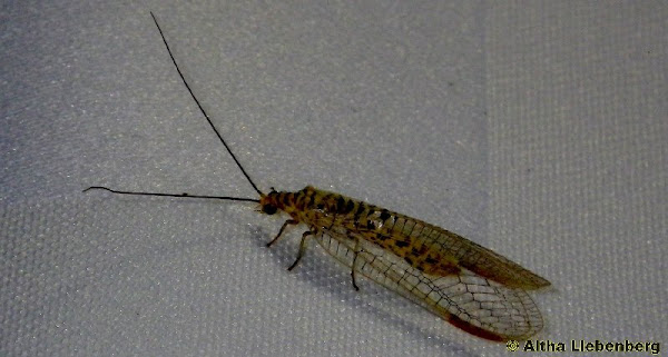 Red Lacewing | Project Noah