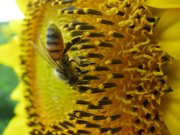 Insects working hard! | Project Noah