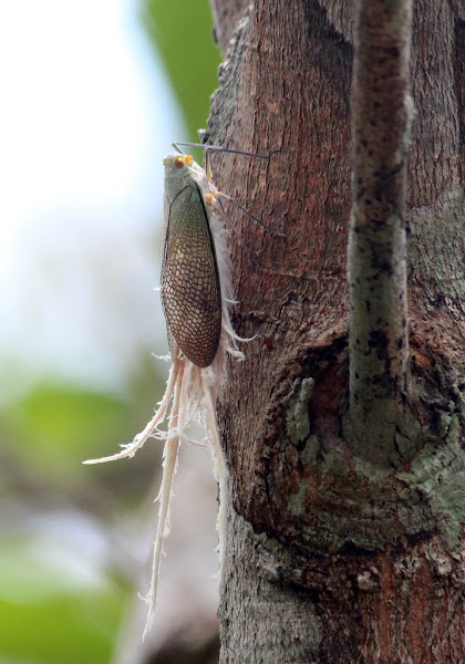 Wax-tailed Planthopper | Project Noah