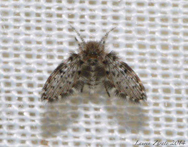 Moth Fly | Project Noah