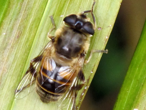 Drone Fly | Project Noah