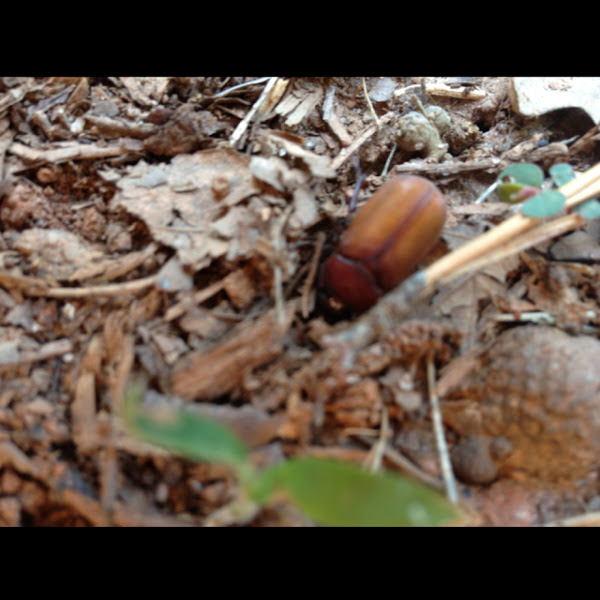 Beetle | Project Noah