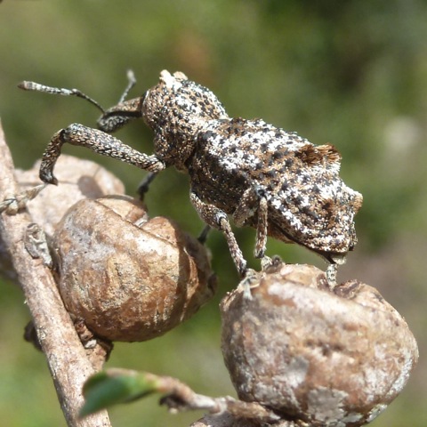 Elephant Weevil | Project Noah