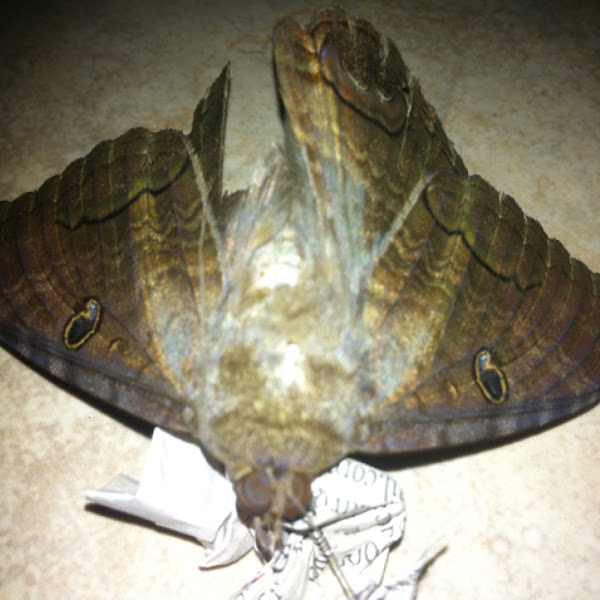 (Palomilla) Mariposa Negra (macho), Black Witch Moth | Project Noah