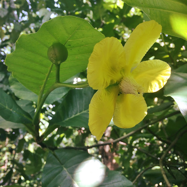 Simpoh air | Project Noah