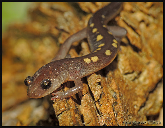 Wehrle's salamander | Project Noah