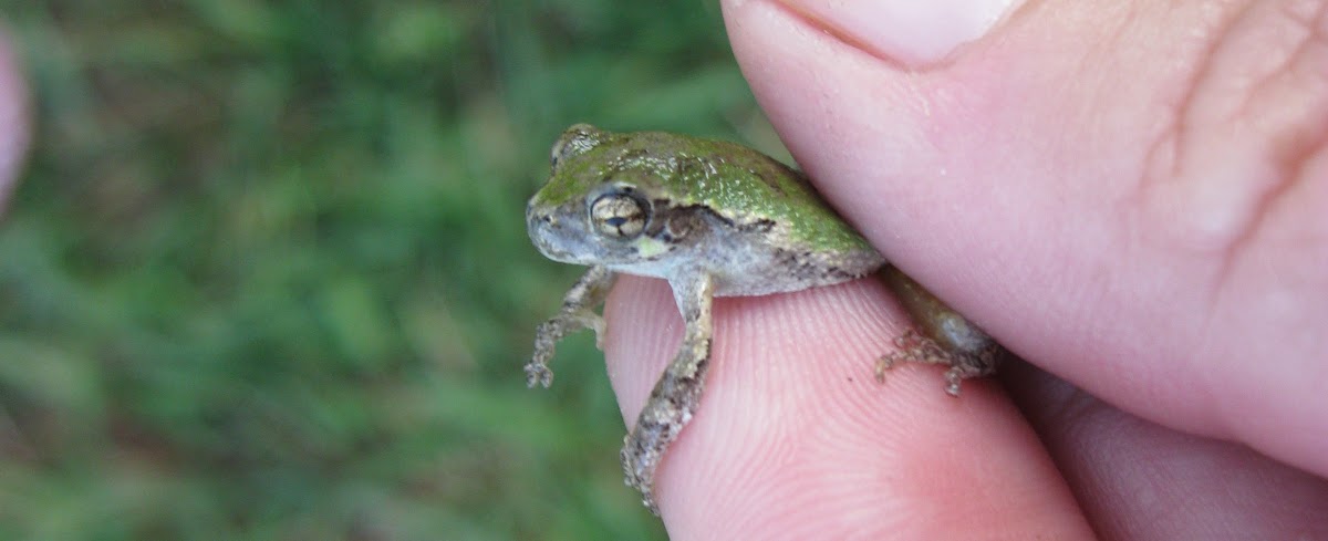 Tree Frog | Project Noah