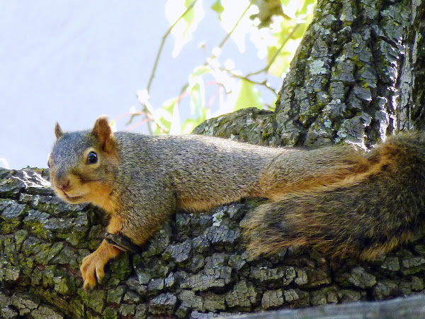 Fox Squirrel | Project Noah