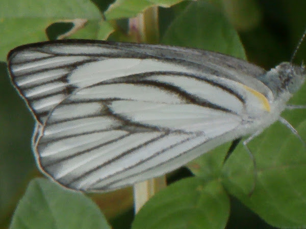 Striped Albatross butterfly | Project Noah