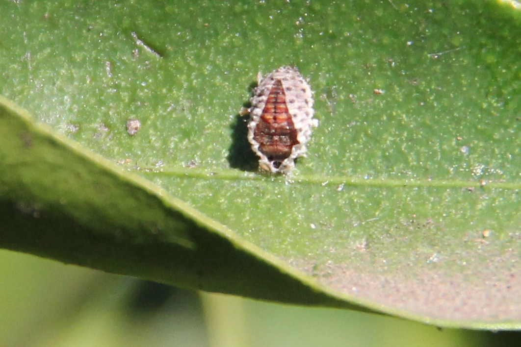 Vedalia Beetle Pupa | Project Noah