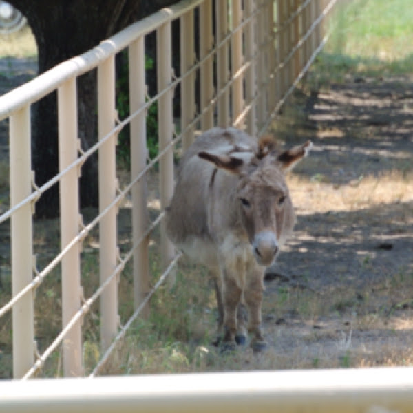 Donkey | Project Noah