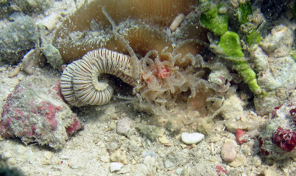 Spaghetti Worm | Project Noah