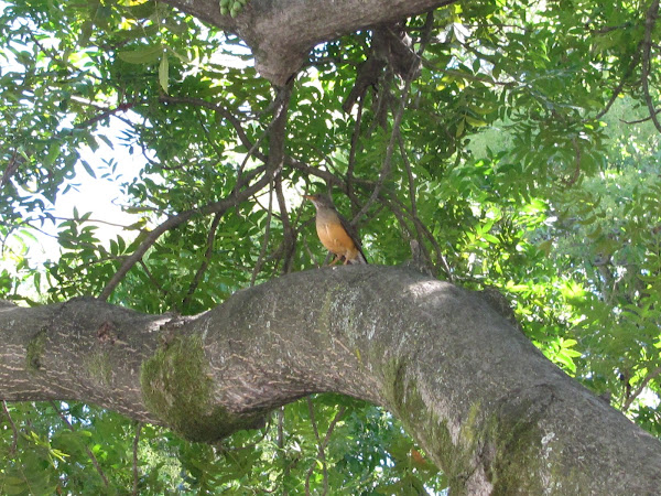 Olive Thrush | Project Noah