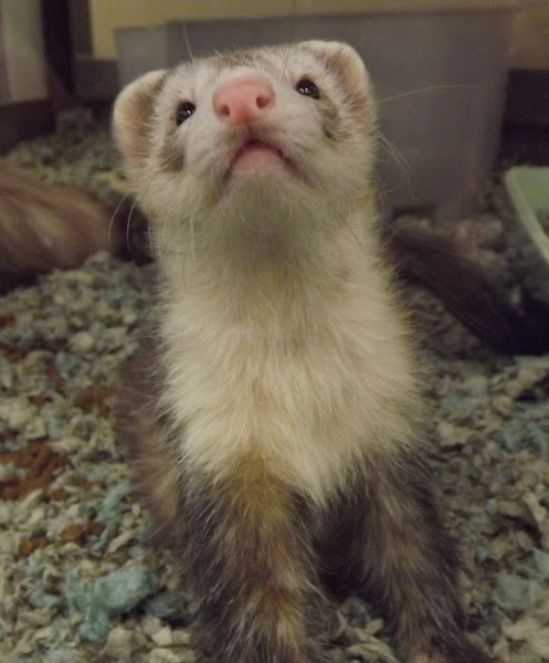 Ferret | Project Noah