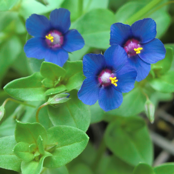 Blue pimpernel | Project Noah