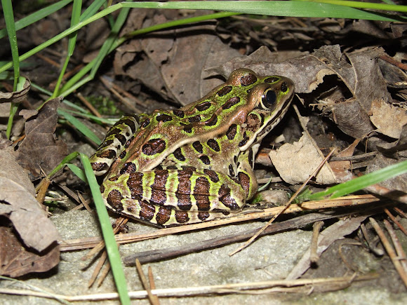 Northern Leopard Frog | Project Noah