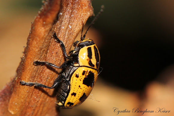Case-bearing Leaf Beetle | Project Noah
