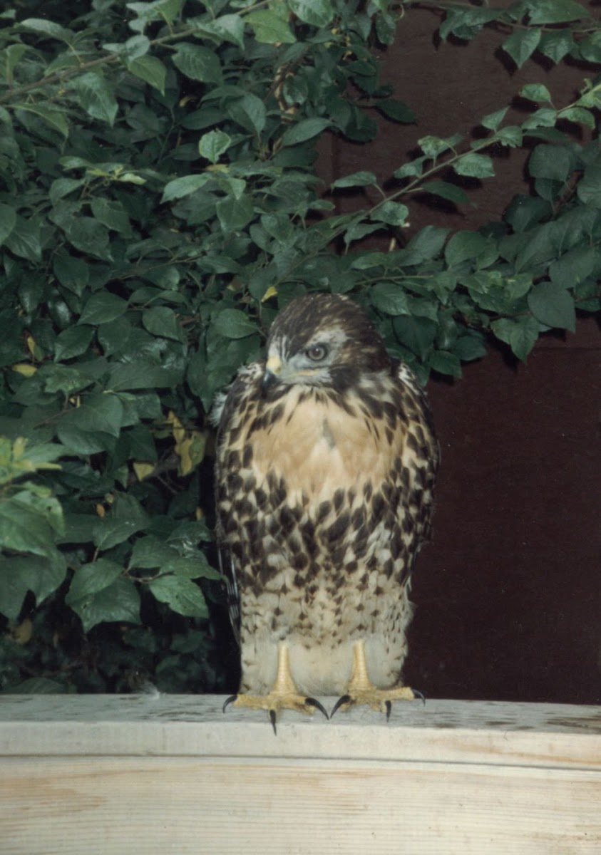 Red tailed hawk | Project Noah