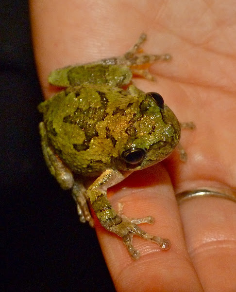 Cope's gray tree frog | Project Noah