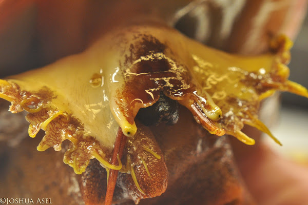 White Abalone (Endangered) | Project Noah