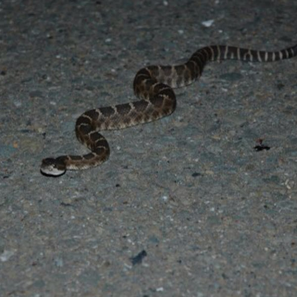 Western Diamondback Rattlesnake | Project Noah