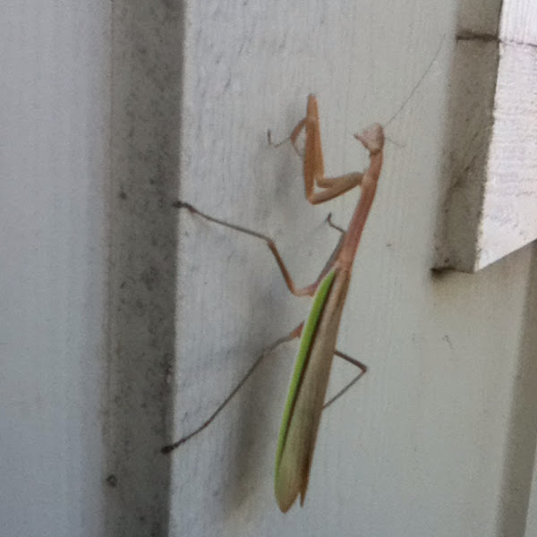 Pray mantis | Project Noah