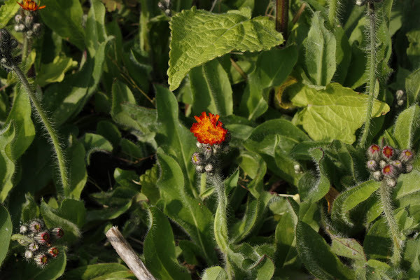 Devil's-paintbrush | Project Noah