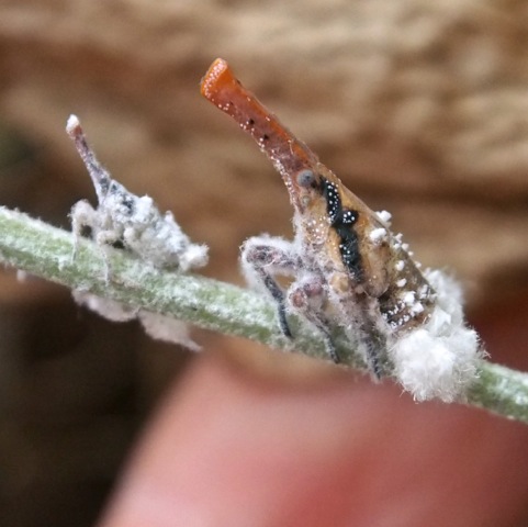 Malagasy Lantern Bug Nymph | Project Noah