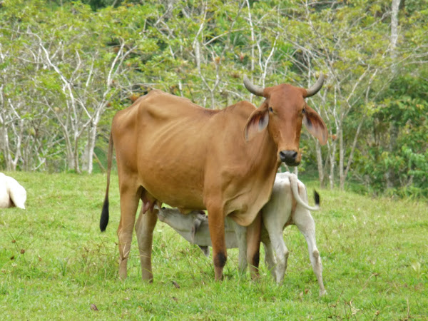 Cebu Cow | Project Noah