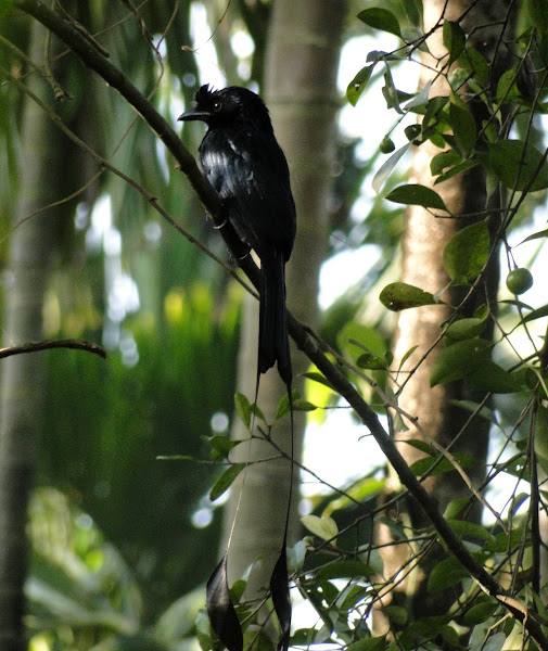 Greater Racket-tailed Drongo | Project Noah