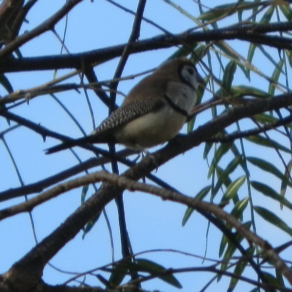 Bicheno's finch & nest | Project Noah