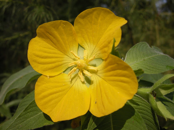 Peruvian Primrose Willow | Project Noah